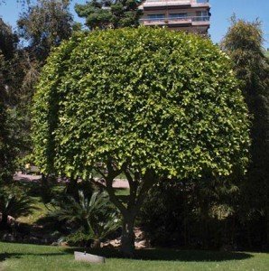 Ficus nitida - Terraforma Dubai, UAE
