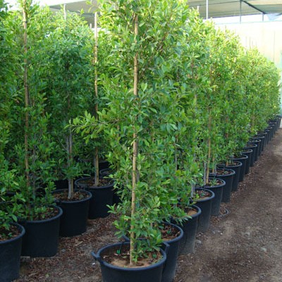 Ficus nitida - Terraforma Dubai, UAE