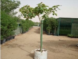 Ficus benghalensis - Terraforma Dubai, UAE