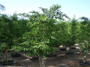 Ficus benjamina - Terraforma Dubai, UAE