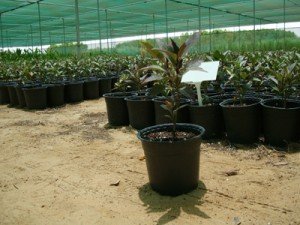 Pseuderanthemum atropurpureum (Purple False Eranthemum) - Terraforma ...