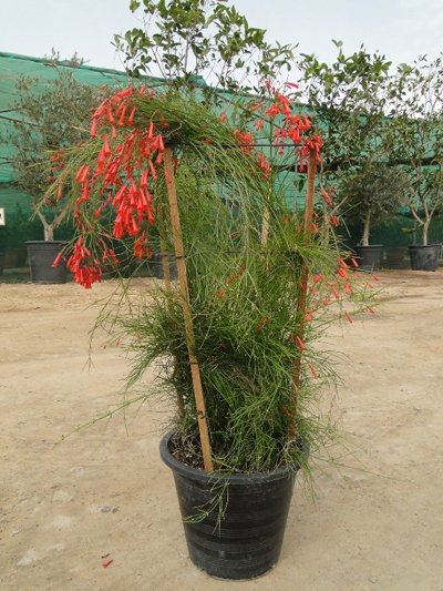 Russelia equisetiformis (Coral Plant, Firecracker Plant) - Terraforma ...