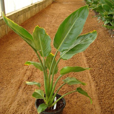 Strelitzia nicolai (Giant Bird of Paradise, Natal Strelitzia, Wild ...